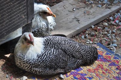 Egyptian Fayoumi Chicken - Breed Profile - Backyard Poultry